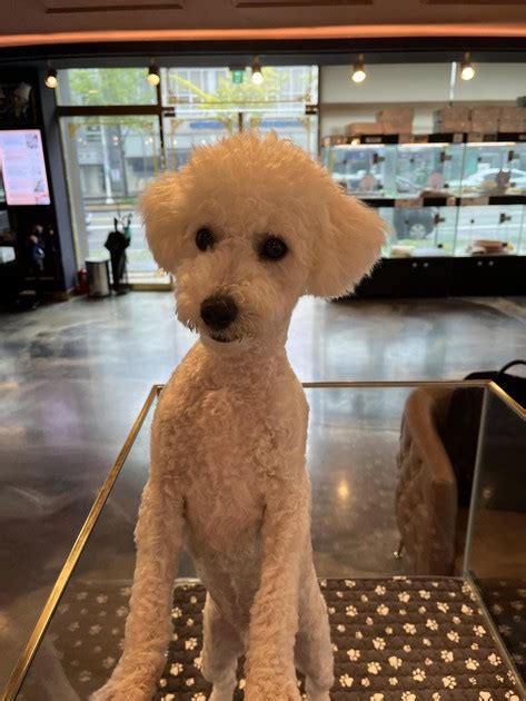 비숑프리제 겨울이 보스턴테리어 핏불테리어 허스키 테리어종류 꼬똥 차오차오 아프간하운드 Cat 강아지분리불안 털안빠지는강아지 귀여운강아지 강아지종 사바나캣 믹스견 잭러셀테리어