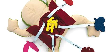 Plush Frog Dissection The Discovery