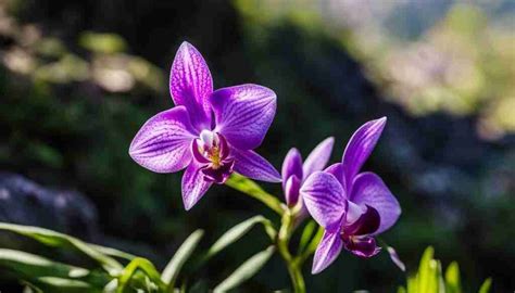 Montenegro Wildflowers