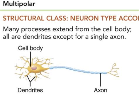 Neuron Based On Structure Unipolar Psuedounipolar OFF