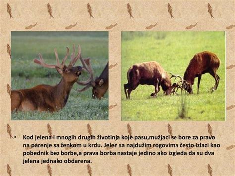 Sistem Organa Za Razmnozavanje Kod Zivotinja Srbac Pptx