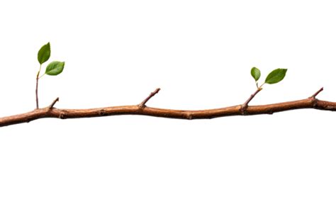 Tree Branch PNGs For Free Download Tree Branch PNGs For Free Download