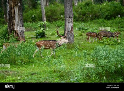 Spotted Deer Grazing Inside The Forest Mudumalai Tiger Reserve Tamil