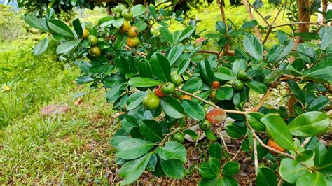 How To Plant Grow And Care For Strawberry Guava Tree