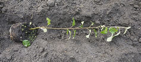Own Root Apple Trees How To Grow Own Root Fruit Trees