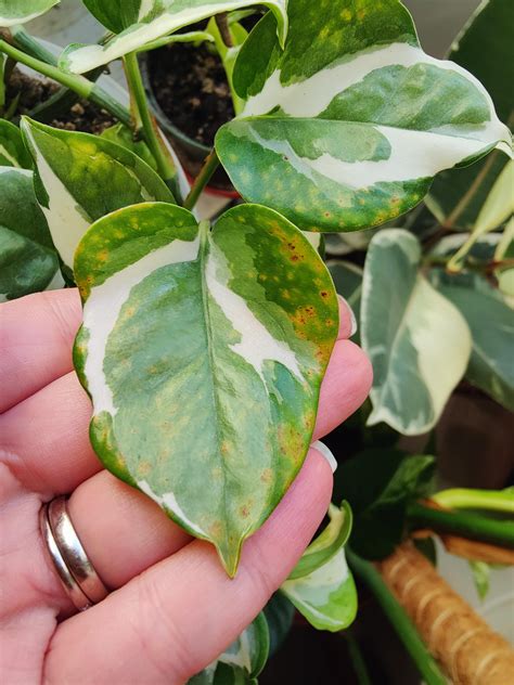 Is This A Sign Of Over Or Under Fertilizing Rpothos