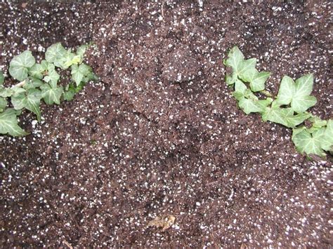 Layering Propagation For The Home Gardener Oklahoma State University