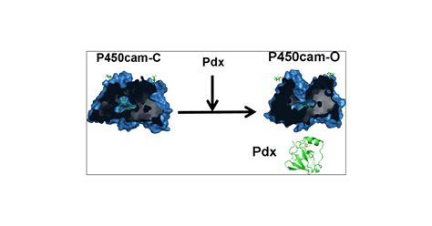 Effector Roles Of Putidaredoxin On Cytochrome P450cam Conformational States Journal Of The