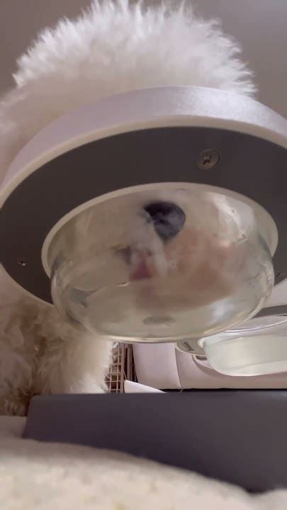 강아지에게 아이스크림을 만들어줘봤다 Summervibes Youtube