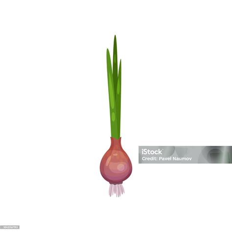 붉은 양파 전구 녹색 새싹 흰색 바탕에 신선한 야채 벡터 일러스트 레이 션 건강한 식생활에 대한 스톡 벡터 아트 및 기타 이미지 건강한 식생활 농업 농장 Istock