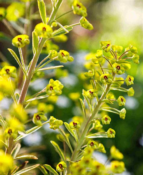 Euphorbia X Martinii Tiny Tim Hayloft
