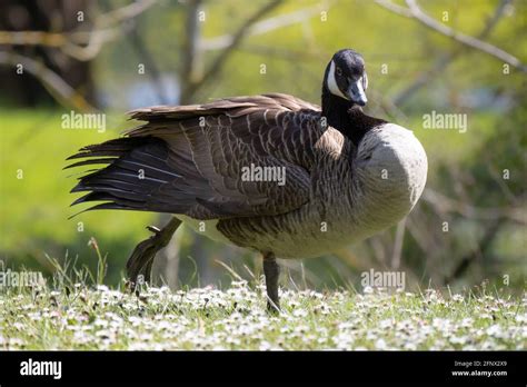 Geese And Swans Close Up Images Stock Photo Alamy