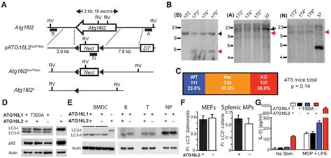Distinct Tissue Specific Roles For The Disease Associated Autophagy