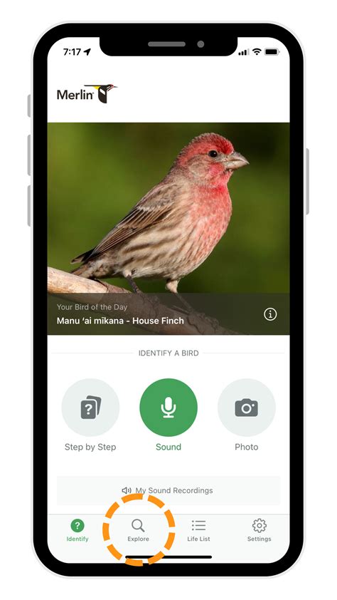 Using Merlin Bird Id To Participate Great Backyard Bird Count