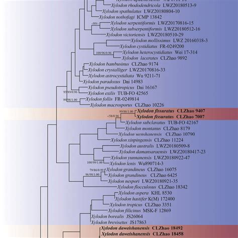 maximum parsimony strict consensus tree illustrating the phylogeny of