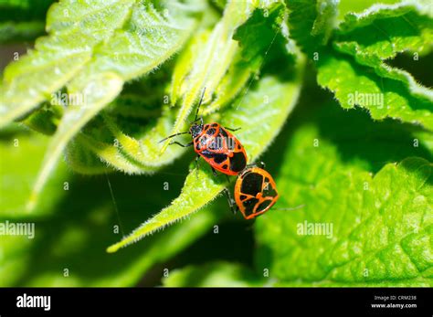 Bed Bug Mating Hi Res Stock Photography And Images Alamy