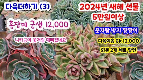 다육더하기 예쁜 군생 묵은둥이 다육이 니카금이 너무 예쁘게 물들었네요 새벽 군생 흑장미 YouTube