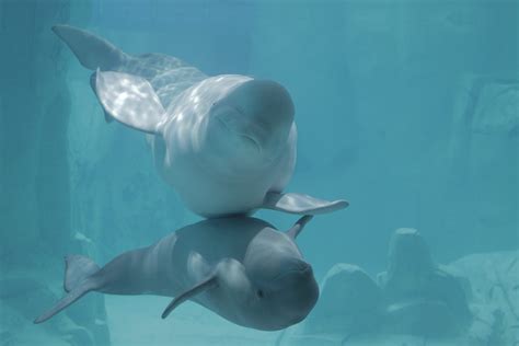 Why Do Whales Sing Revista Mètode