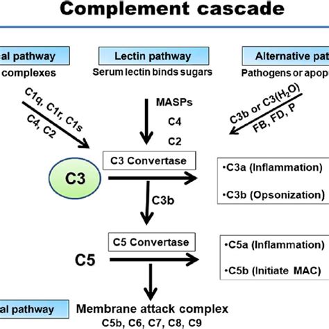 1 The Complement Cascade The Three Pathways Of Complement Activation