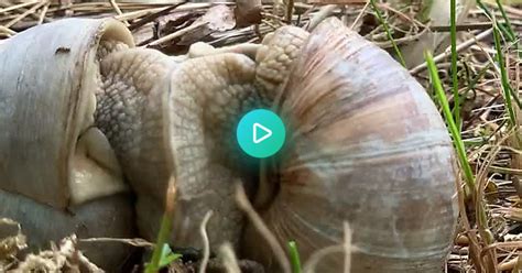 Snail Honeymoon Album On Imgur