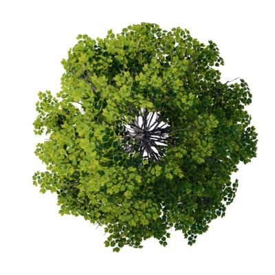 Tree Top View PNGs For Free Download Tree Top View PNGs For Free Download