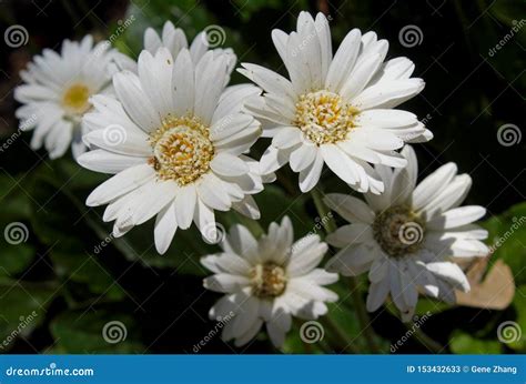 Aster Ptarmicoides Flower White Aster Stock Image Image Of Flower