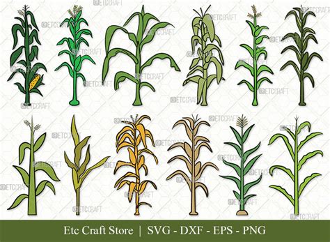 Corn Stalk Png