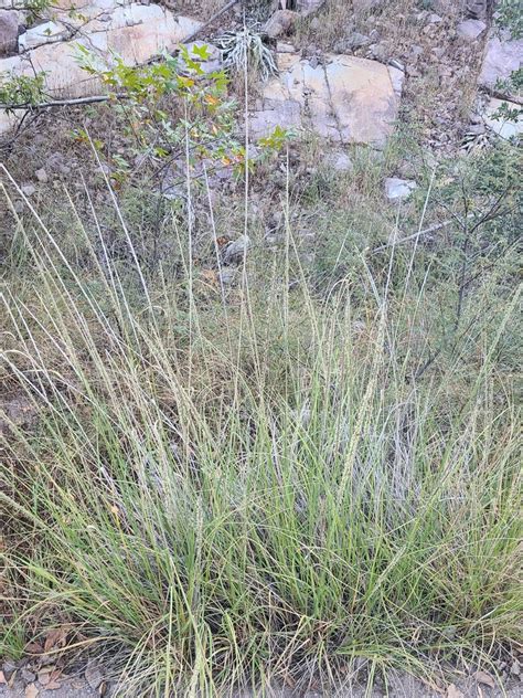 Deergrass From Sierra Vista Az Usa On September 27 2022 At 0705 Am