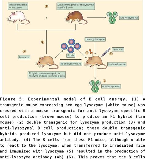 figure 1 from t cell selection semantic scholar