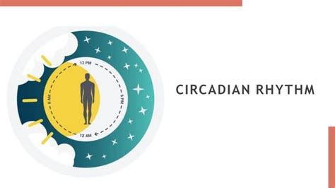 Circadian Rhythmppt Health Care Pptx Endocrine And