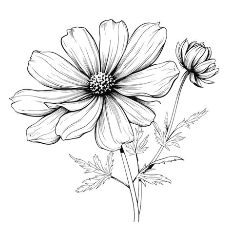 Premium Vector Hand Drawn Sketch Cosmos Flower Illustration