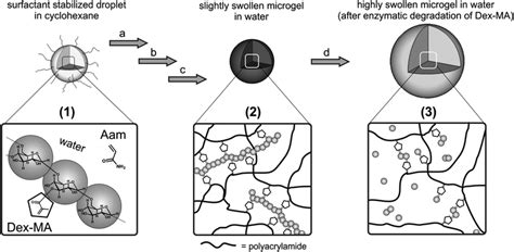 Enzymatically Degradable Nanogels By Inverse Miniemulsion Copolymerization Of Acrylamide With