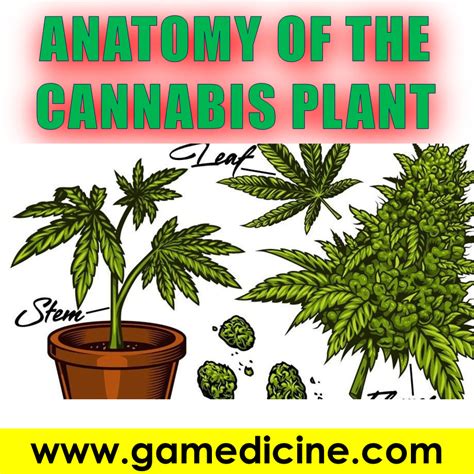 We Are Green Alchemy Medicine A Wholesale Cannabis Processing On