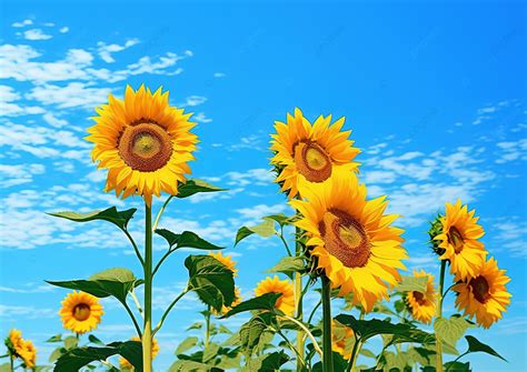 푸른 하늘과 해바라기 경기도 물 분홍색 배경 일러스트 및 사진 무료 다운로드 Pngtree