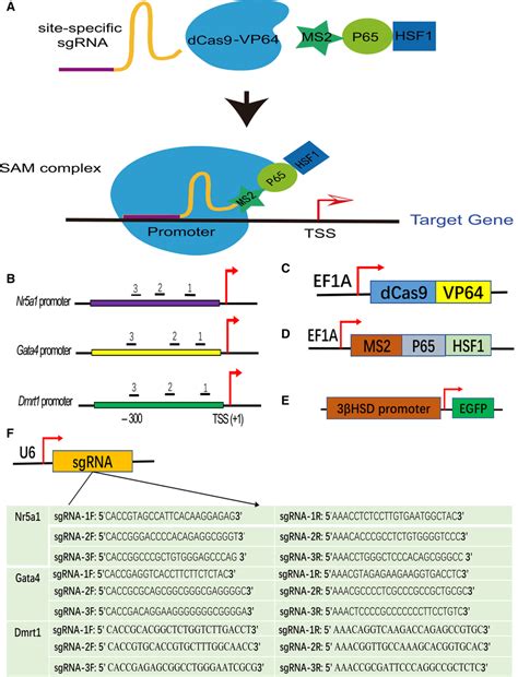 The Single Guide Rna Sgrna Mediated Crispr Dcas9 Synergistic