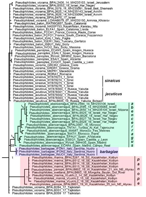 Fragment Of The Concatenated 28s H3 Ef1 A Wingless Its2 Coi Download Scientific