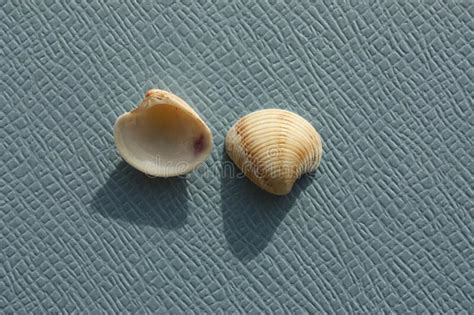 Seashell Of Bivalve Mollusc Striped Venus Or Chicken Venus Chamelea