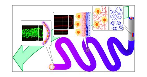 Interfacial Polyelectrolyte Complexation Inspired Bioprinting Of Vascular Constructs Acs