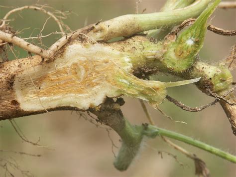 Fusarium Wilt Of Watermelon