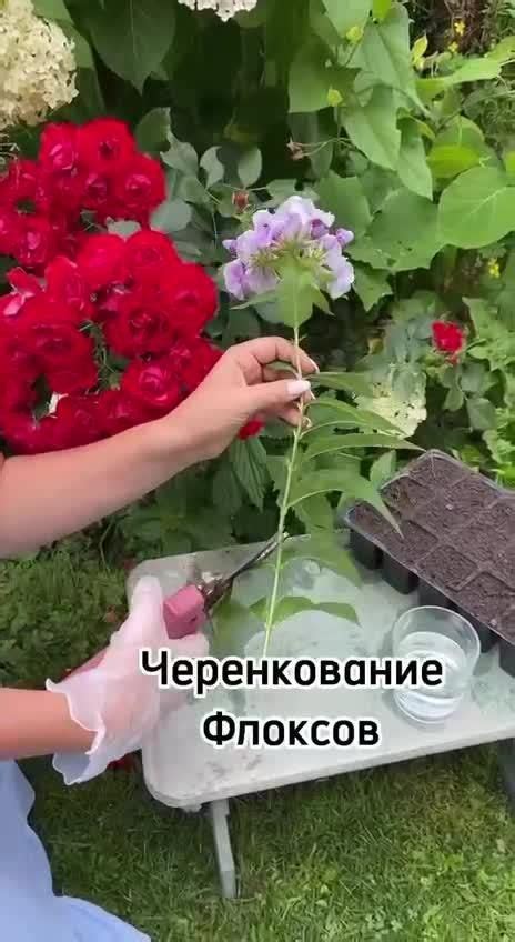 Вот теперь будите знать 😇 Цветы на веранде Садоводство на балконе Контейнерные растения