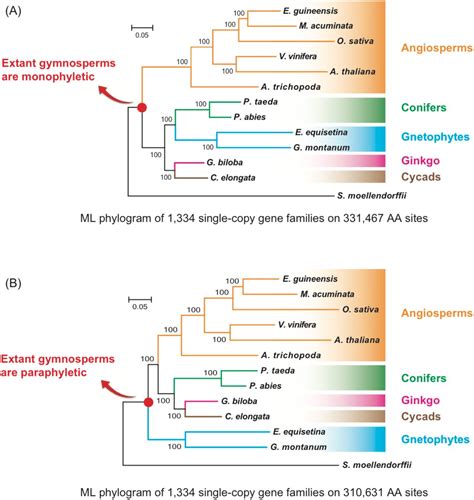 Gnetophytes Life11ech28