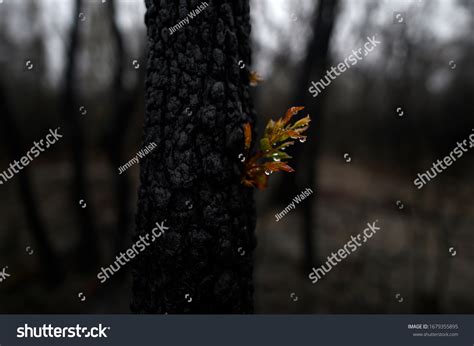 2 317 Trees After Bushfire Images Stock Photos Vectors Shutterstock