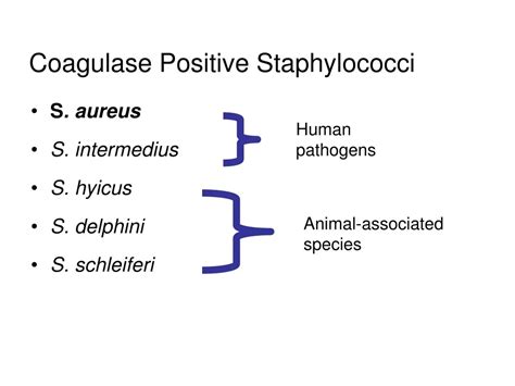 Ppt Staphylococcus Human Pathogen And Skin Commensals Overview