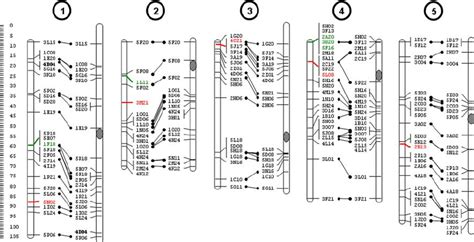 Colinearity Between Dart Markers On The Genetic Linkage Map Of L Er Download Scientific