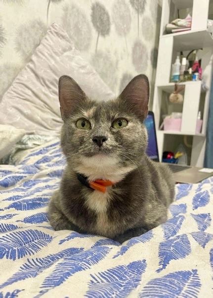 иваново ивановские котики Ищем дом молодой кошке Веснушке Эта ласковая девочка неделю жила в