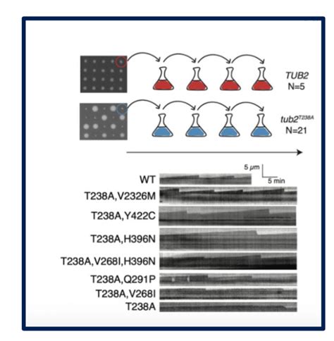 Igm Guest Seminar Series Andrea Ciliberto Igm