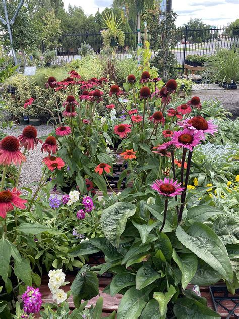 Echinacea Plant Care The Coneflower Guzmans Garden Centers