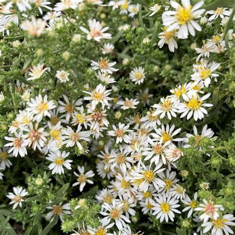 Aster Ericoides ‘snow Flurry Heath Aster Cavanos Perennials