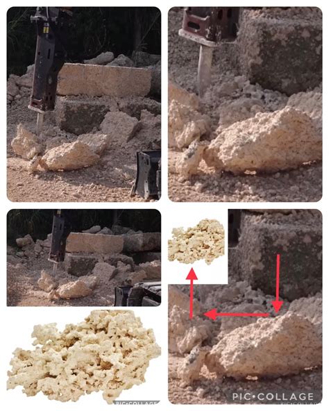 1 Ivermectin In Tank Treatment For Coral Boring Spionid Worms Page