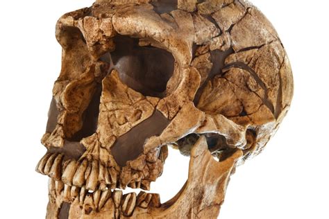 10 Of The Most Important Neanderthal Fossil Discoveries Discover Magazine